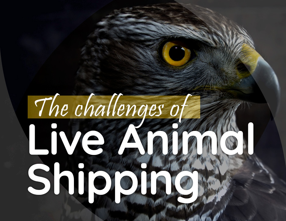 Shipping live animals- The challenges involved